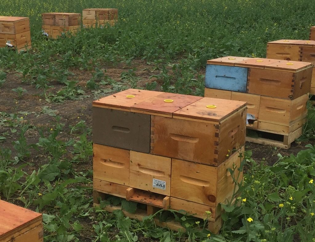 Styro Mini Mating Nuc | Page 2 | Beesource Beekeeping Forums